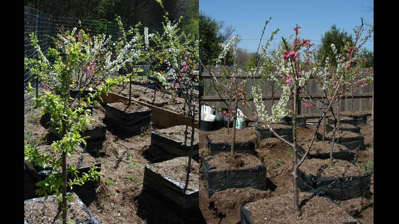 Tree of 40 Fruit: 1 Baum, 40 verschiedene Früchte? - Welt der Wunder ...